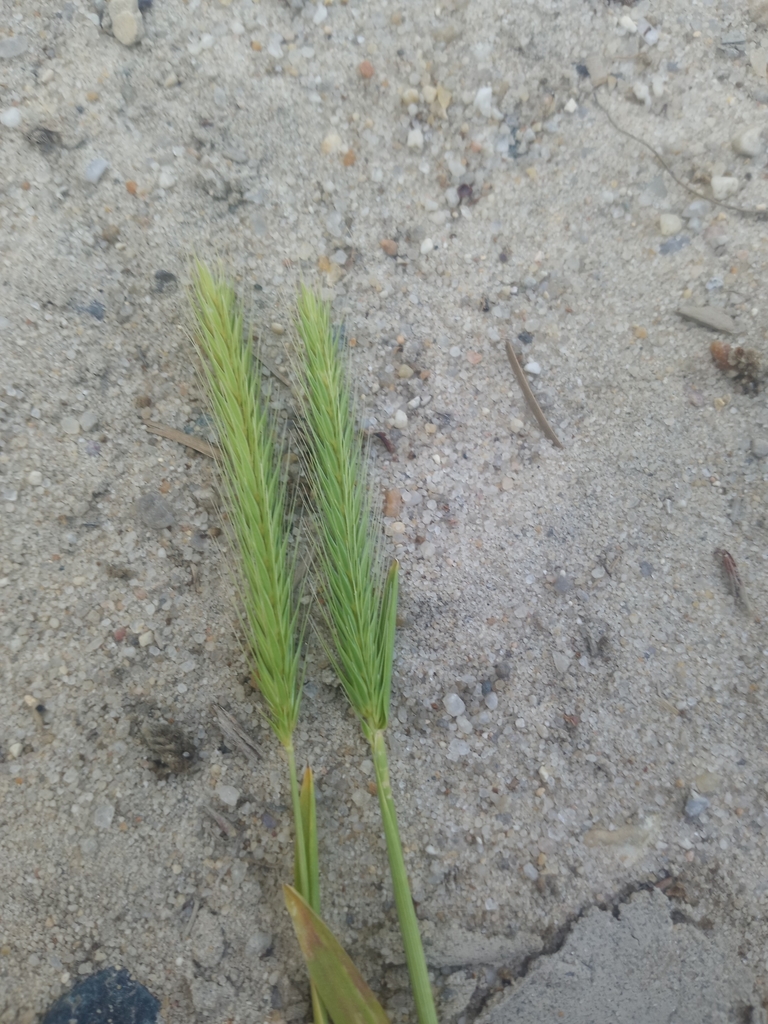 little barley from Federalsburg, MD 21632, USA on May 20, 2021 at 06:26 ...