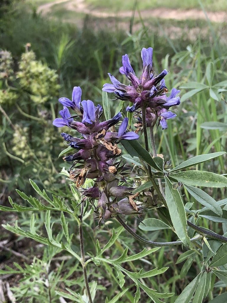 largebract Indian breadroot (Pediomelum cuspidatum) - Botanical Realm