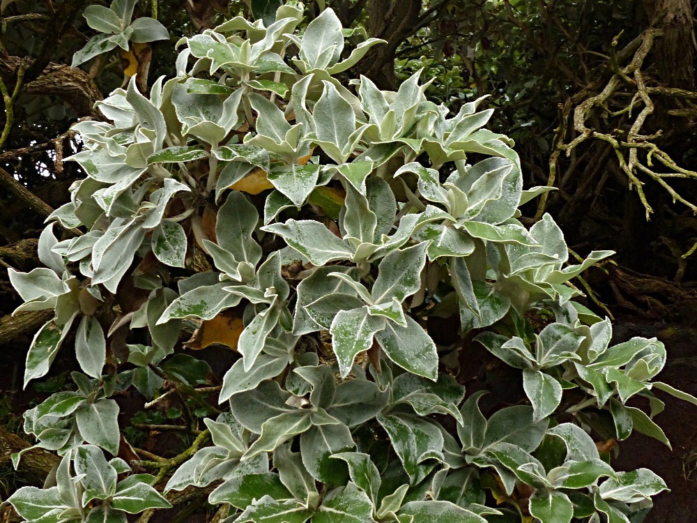 Macrolearia lyallii in January 2018 by John B. Photographed in drizzle ...