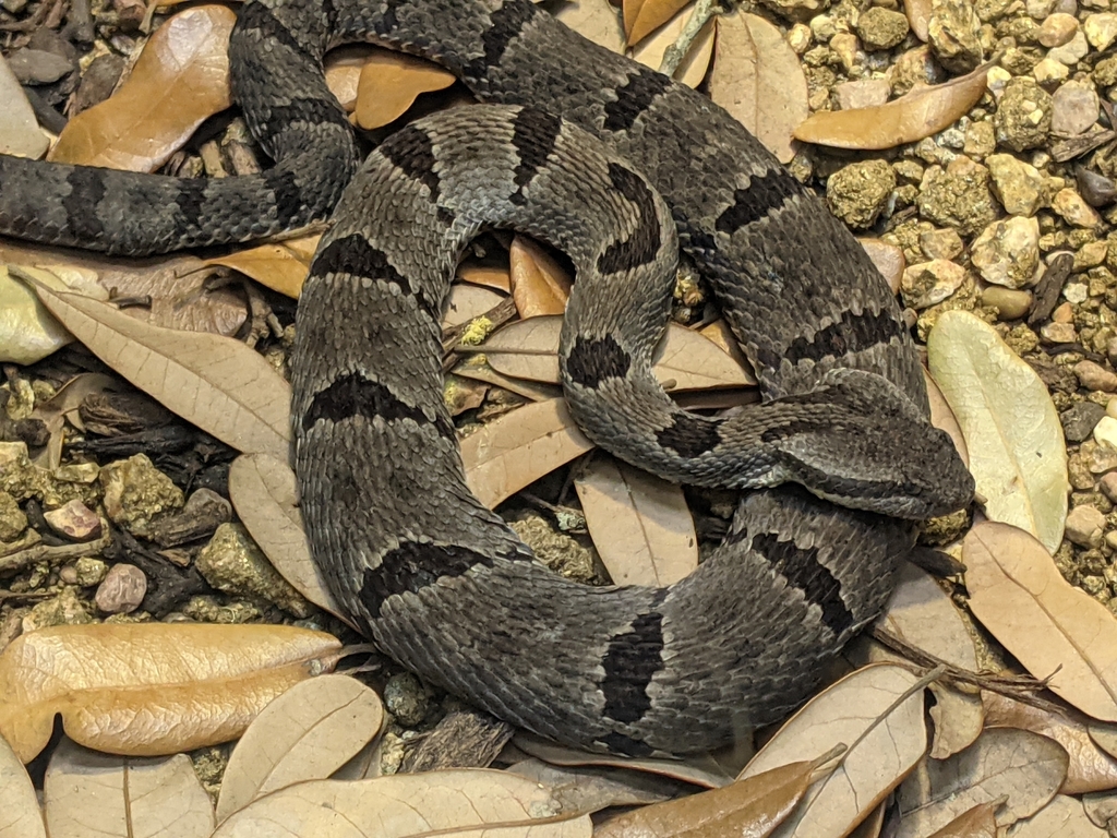 Snakes from Houston Museum District, Houston, TX, USA on May 20, 2021 ...