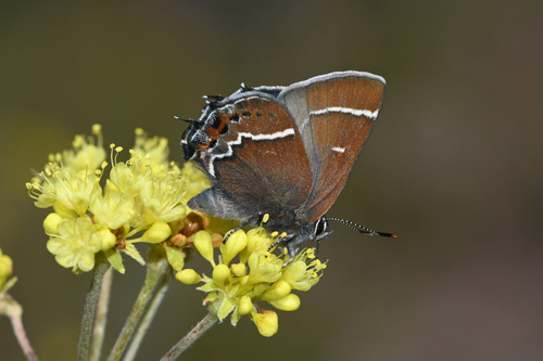 Subspecies Callophrys spinetorum spinetorum · iNaturalist