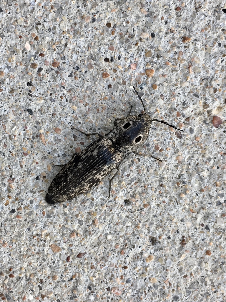 Small-eyed Click Beetle in May 2021 by B. Kilbourn · iNaturalist