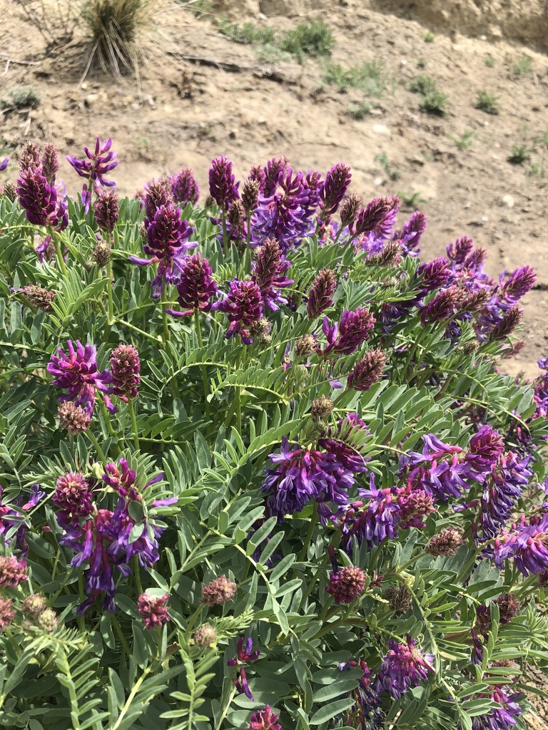 Two-grooved Milkvetch from Paradise Canyon, Lethbridge, AB, CA on May ...