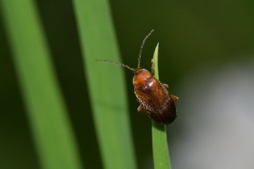 Elodes minuta · NaturaLista Colombia