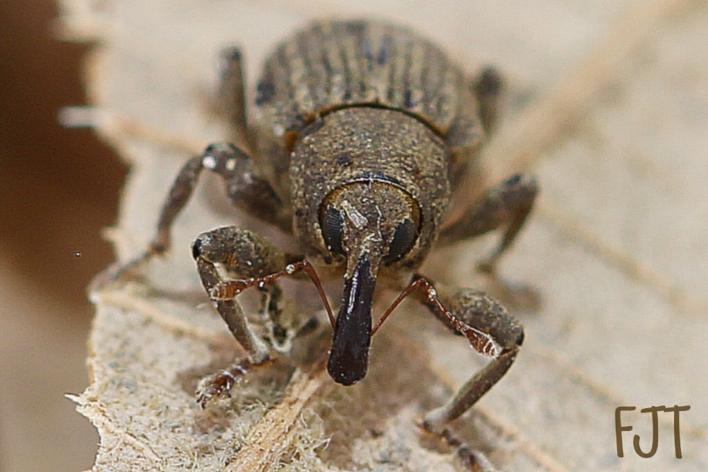 Neochetina eichhorniae Warner, 1970
