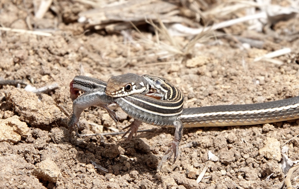 California Striped Racer from Riverside County, CA, USA on May 20, 2021 ...