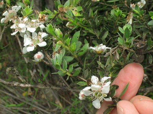 Monga Tea-Tree (Leptospermum thompsonii) · iNaturalist