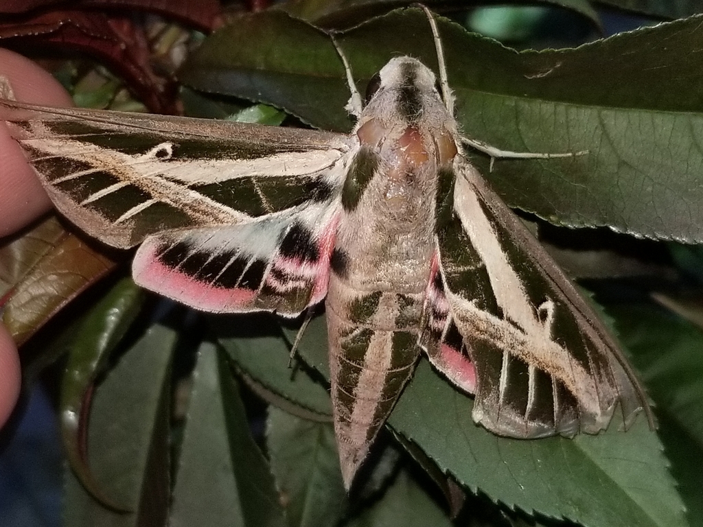 Banded Sphinx from Dillon, SC 29536, USA on May 20, 2021 at 08:34 AM by ...