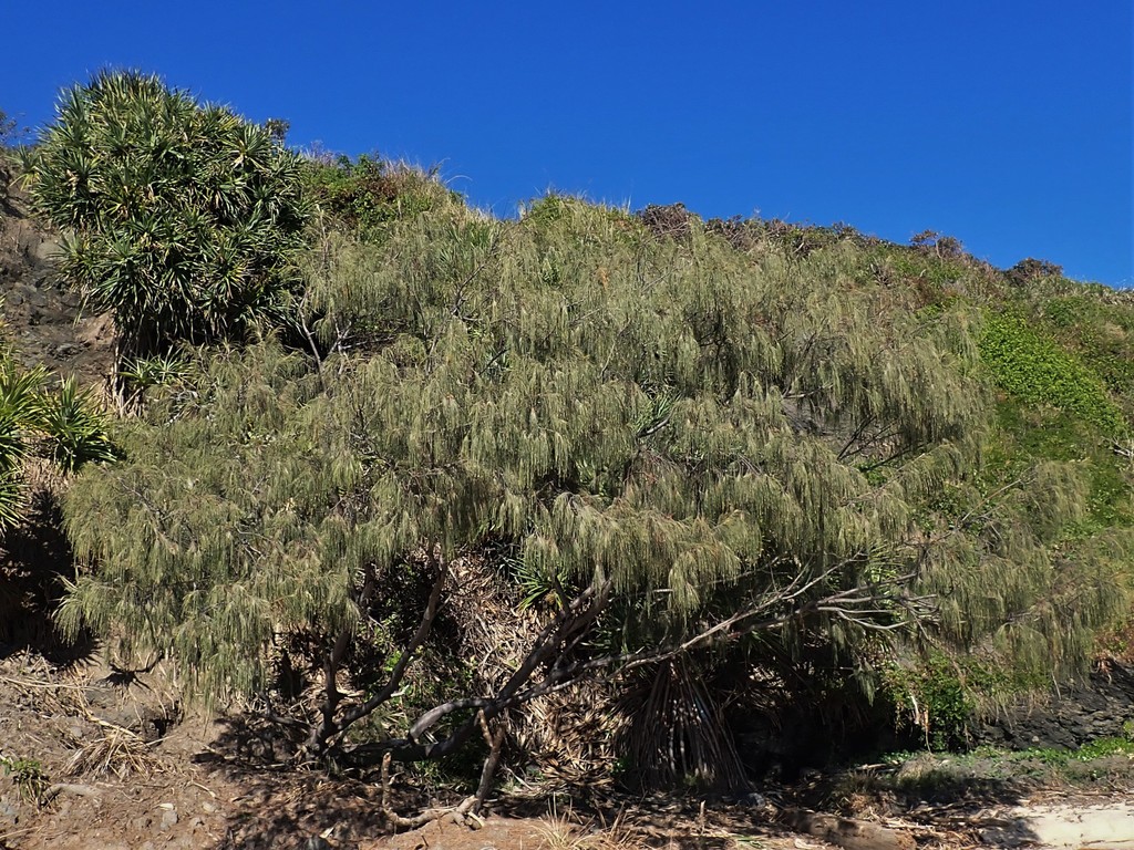 Beach Sheoak from Arakoon NSW 2431, Australia on May 19, 2021 at 10:16 ...
