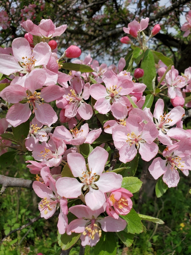 Prairie Crab Apple in May 2021 by Chantel. The smell of this tree is ...