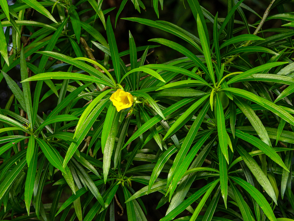 Be-still tree from Ballina NSW 2478, Australia on January 16, 2021 at ...