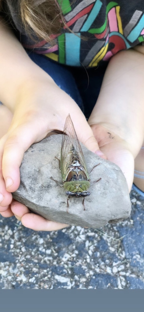 Walker's Annual Cicada from Kinnaird Ave, Fort Wayne, IN, US on May 19 ...