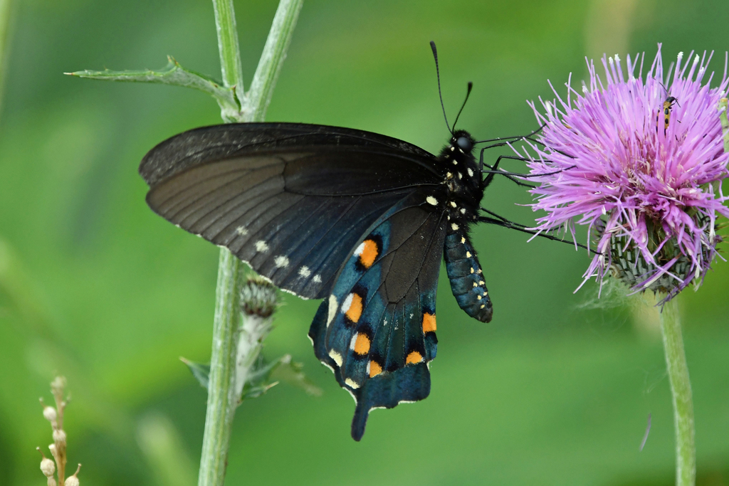 Pipevine Swallowtail from Tarrant, Texas, United States on May 20, 2021 ...