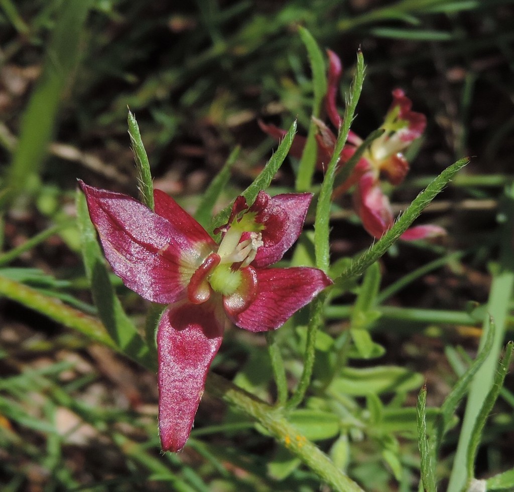 Trailing Rhatany from Paloma Lake, TX 78665, USA on May 20, 2021 at 12: ...