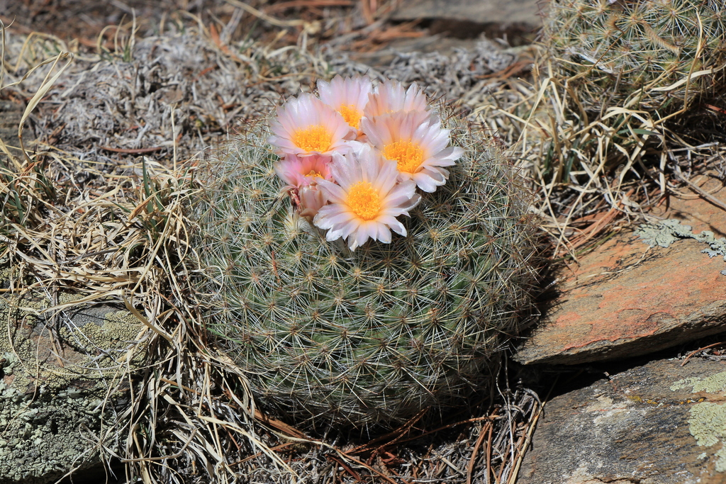 Mountain Ball Cactus from Torrance County, NM, USA on May 1, 2021 at 01 ...