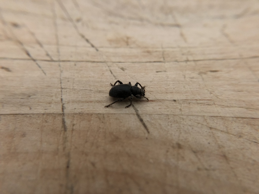 Lilac Root Weevil from Chateau Way, Chester, CA, US on May 20, 2021 at ...