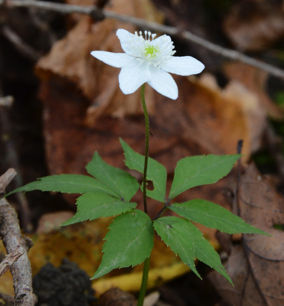 Three-leaved Anemone from Lake Bled, Slovenia on October 16, 2014 by ...