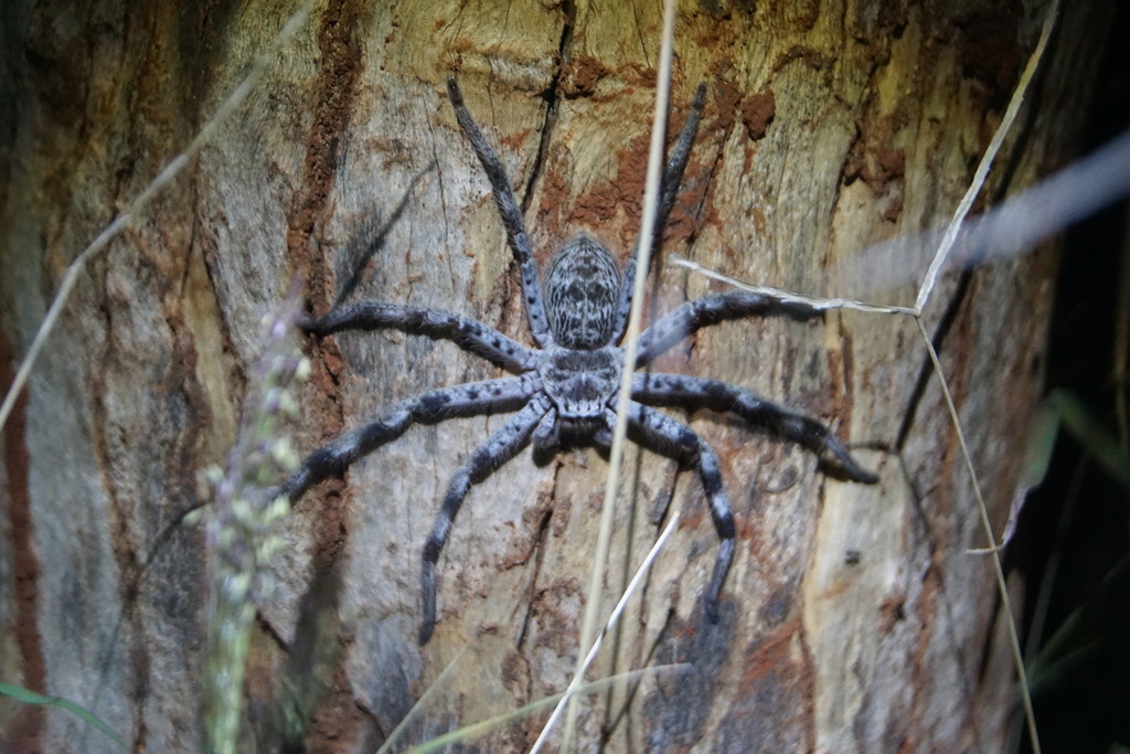 Northern Banded Huntsman from Northhead QLD 4871, Australia on May 14 ...