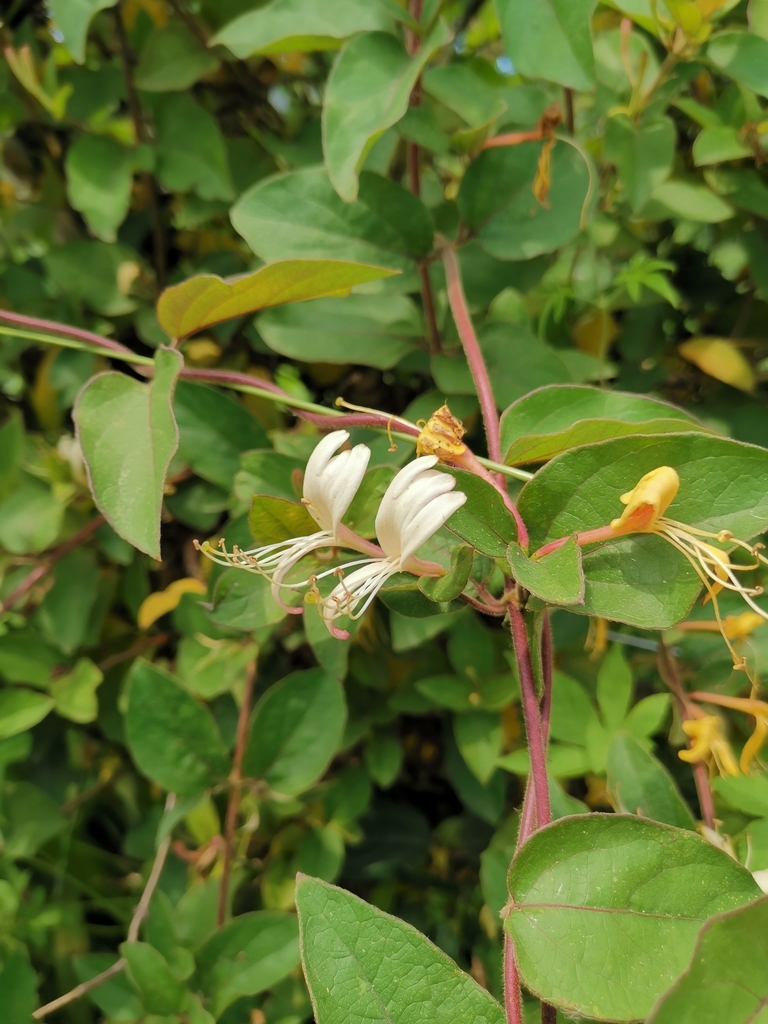 Japanese honeysuckle from Zibo, CN-SD, CN on June 07, 2020 at 10:58 AM ...