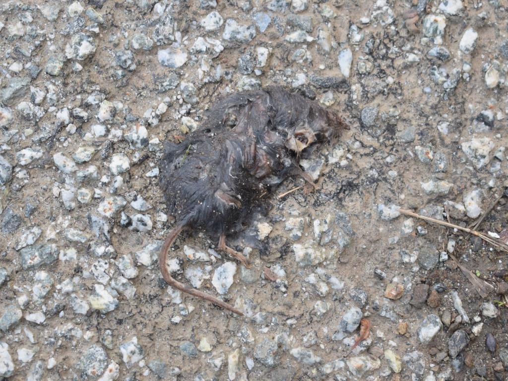 California Vole from Lexington Reservoir County Park, CA, US on January ...