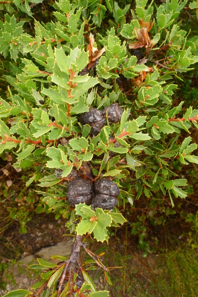 Hakea nitida from Western Australia, Stirling Range, Bluff Knoll. on ...