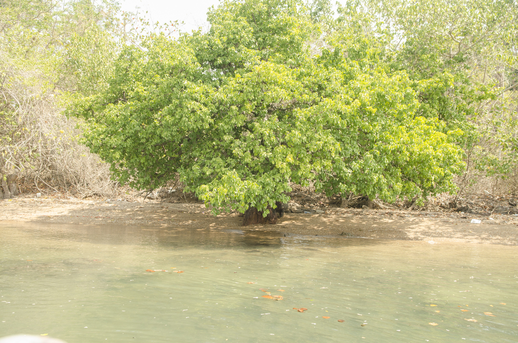 Xylocarpus rumphii from Khlong Yai, Laem Ngop District, Trat, Thailand ...