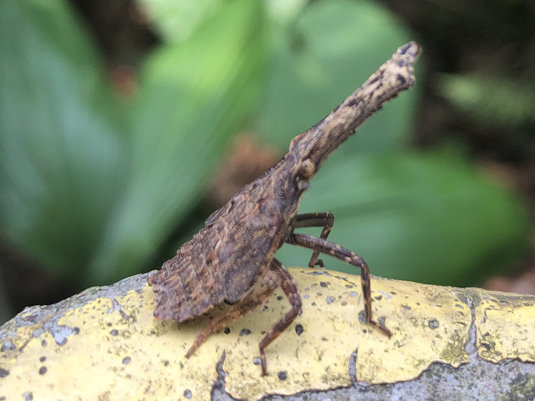 Pyrops watanabei (Matsumura, 1913)