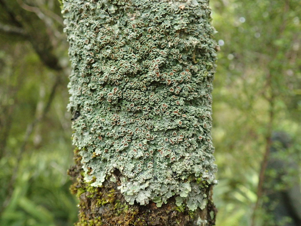 Shingle Lichens from Doughboy Bay, Stewart Island, Southland on January ...