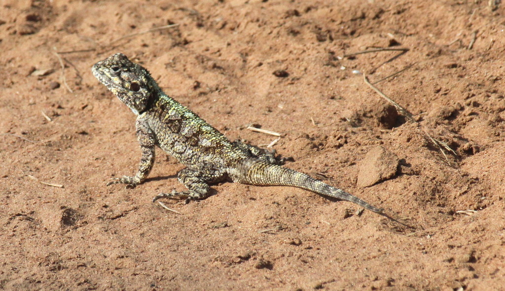 Southern Tree Agama from North Uthungulu, South Africa on May 18, 2021 ...