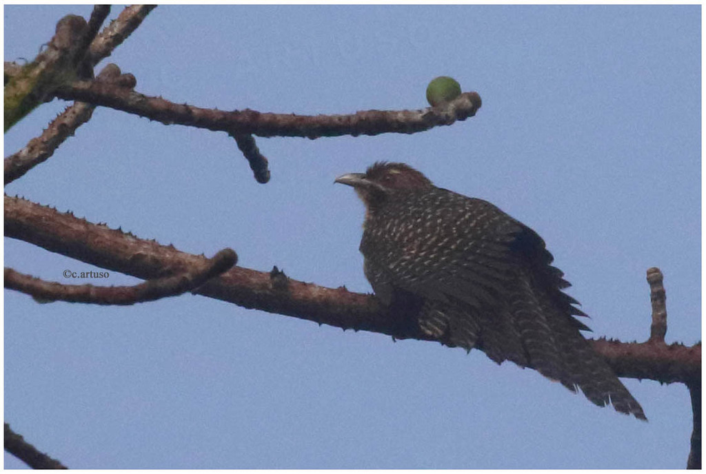 Asian Koel from Kalatang to Shoal Bay, South Andaman, Andaman and ...