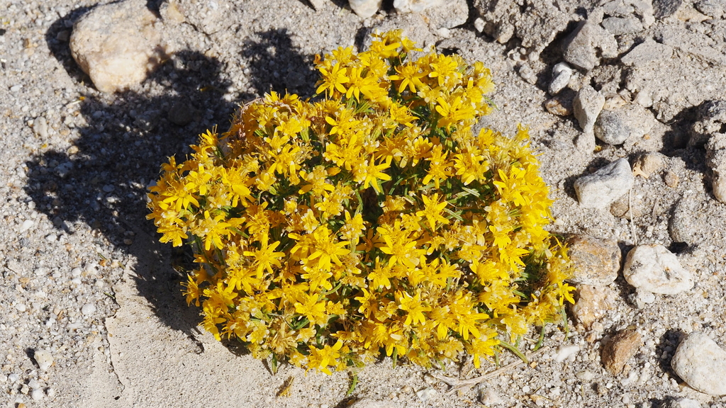 Chinchweed (Plants of the New River wash west of Anthem, AZ) · iNaturalist