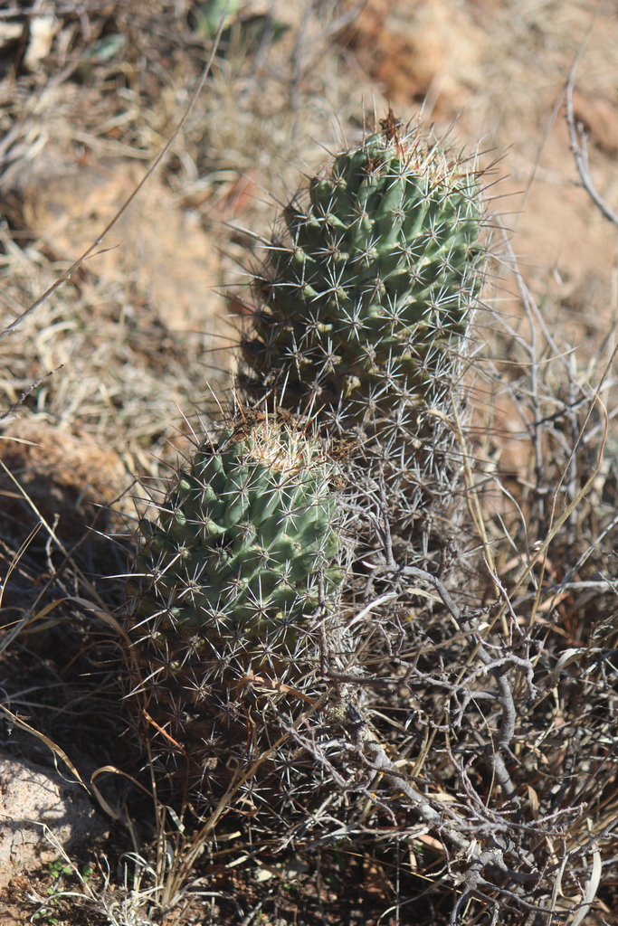 Coryphantha octacantha from Cadereyta, Qro., México on May 20, 2021 at ...