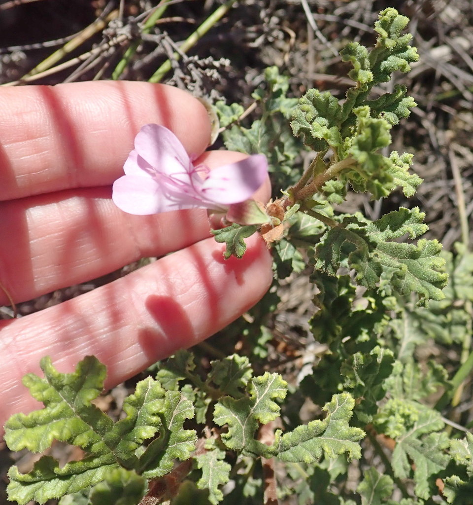 oak-leaved geranium from Nuwekloof Pass, East Cape, South Africa on May ...
