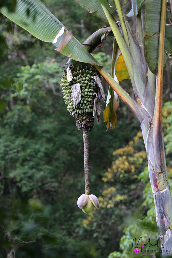 Musa ingens from Kabupaten Pegunungan Arfak, Papua Barat, Indonesien on ...
