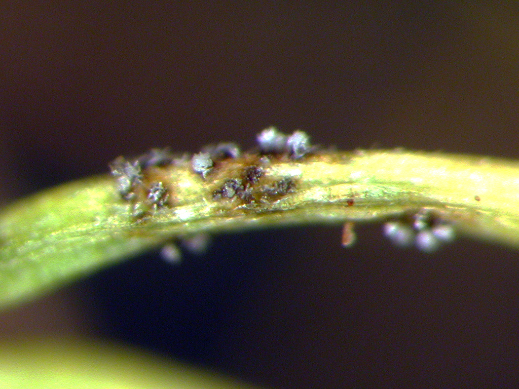 Fusoidiella anethi from Fifield Terrace, Christchurch on December 14 ...