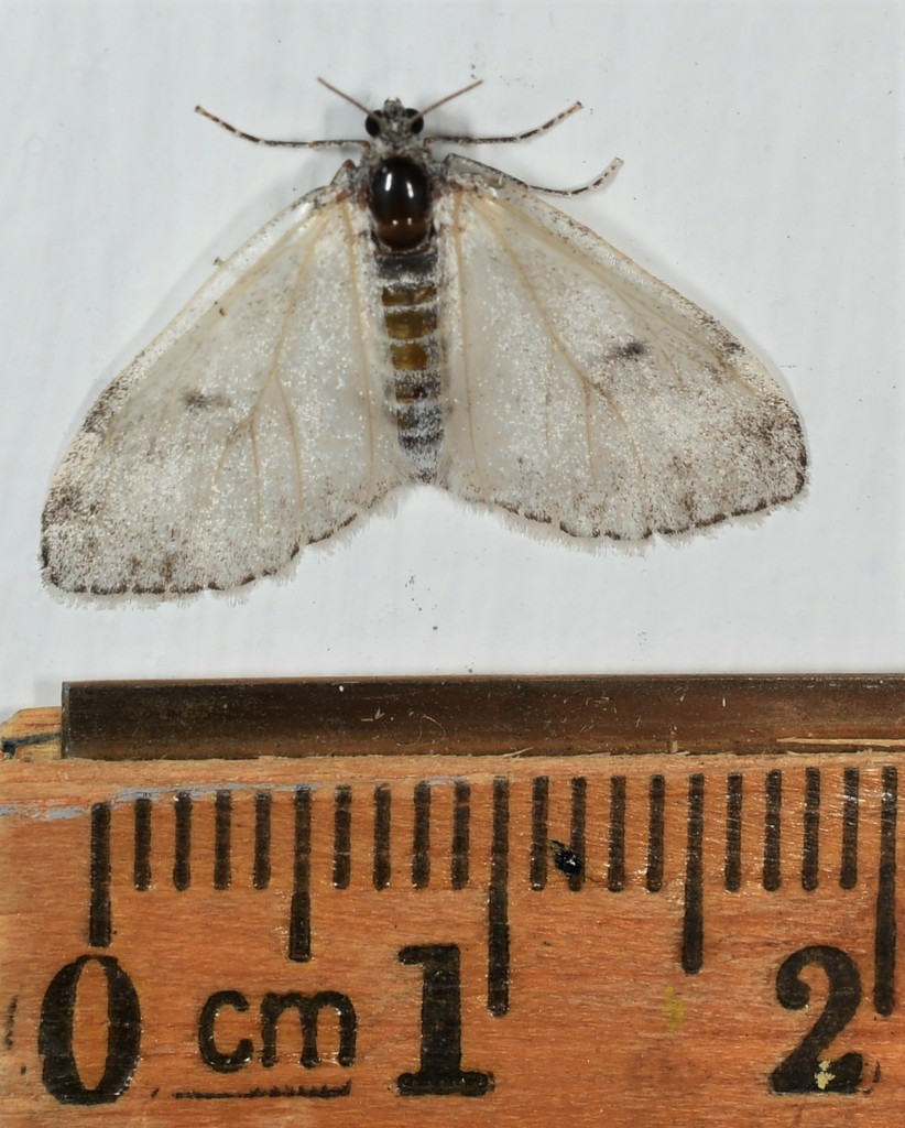 Powdered Bigwing Moth from Val-d'Or, QC, Canada on May 21, 2021 at 05: ...