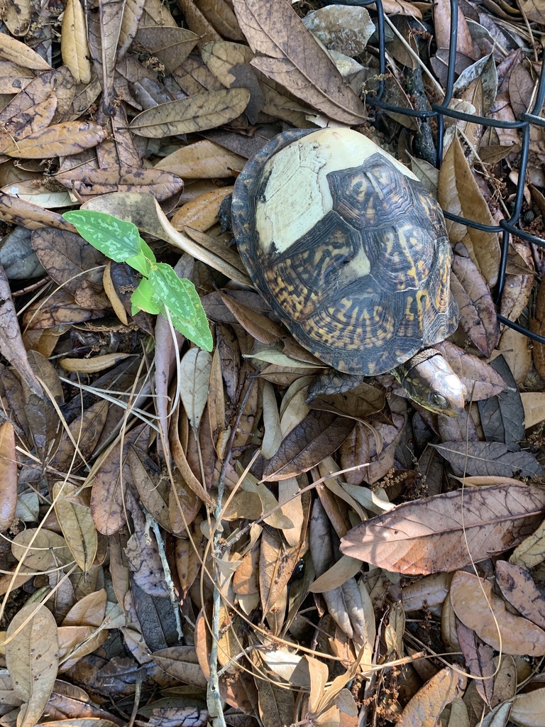 Common Box Turtle in May 2021 by apatt · iNaturalist
