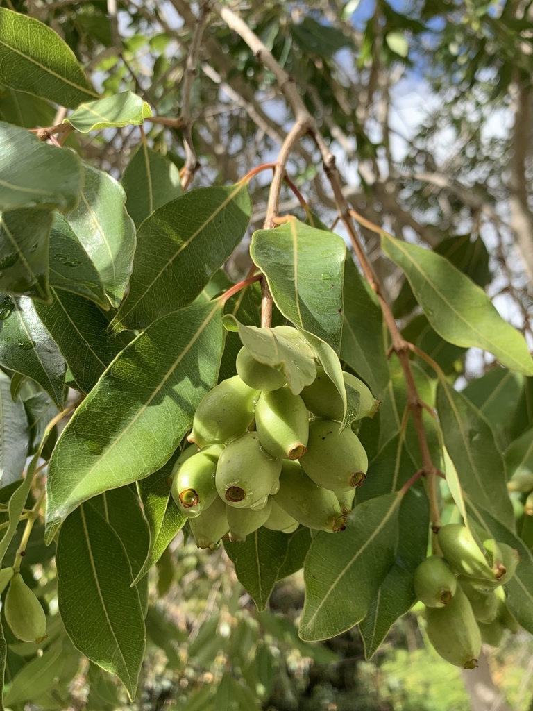 Water Pear from Stellenbosch University, Stellenbosch, WC, ZA on May 21 ...
