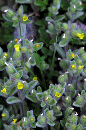 False Monkeyflower (California Fire Follower Flowers) · iNaturalist
