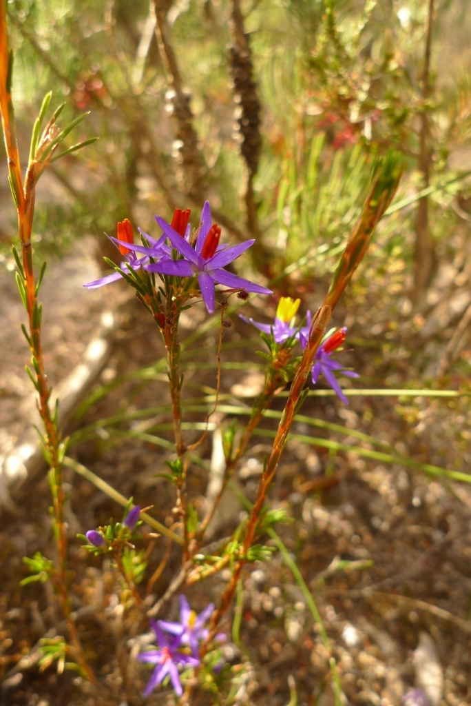 (Calectasia gracilis) - Botanical Realm
