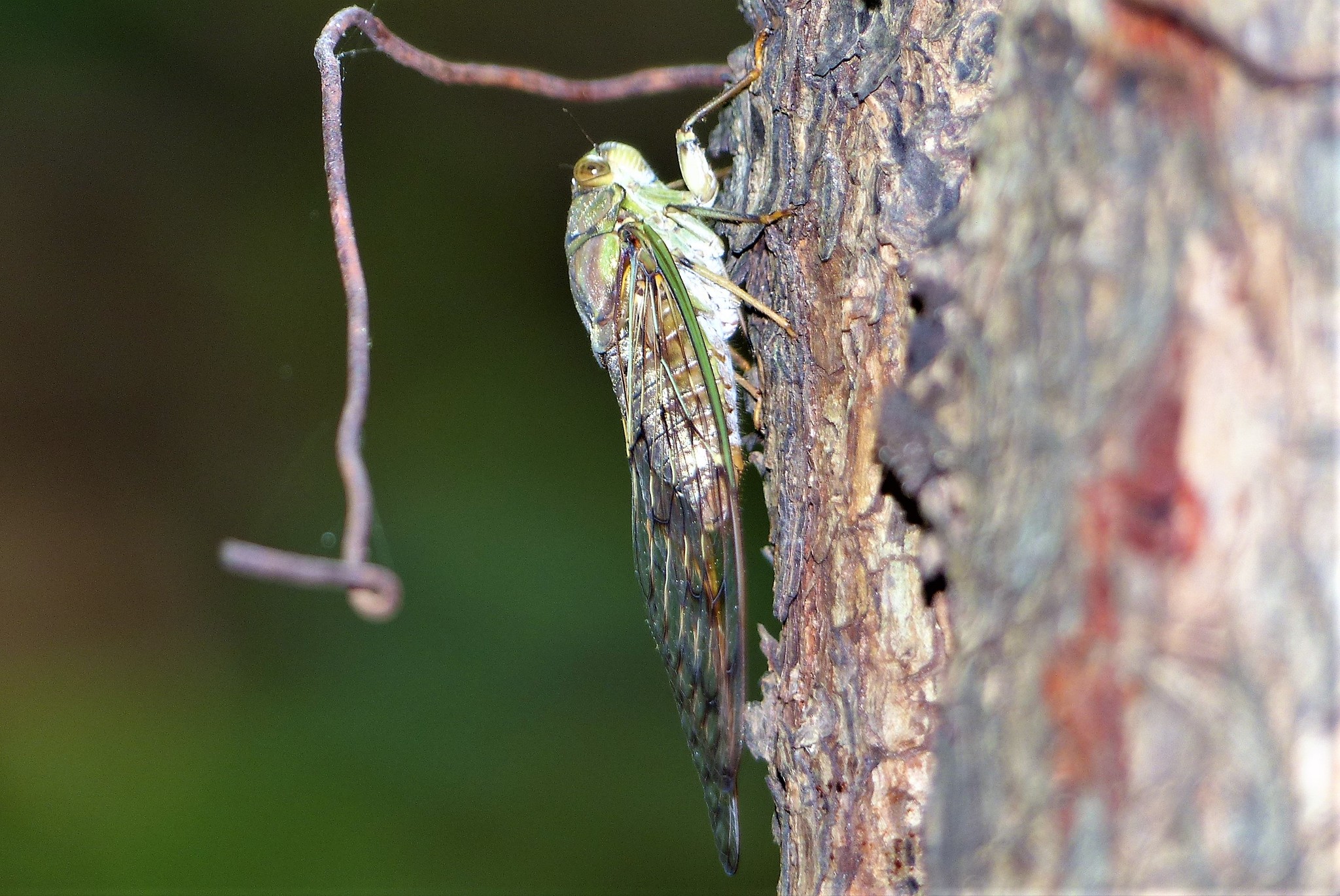 Pomponia linearis (Walker, 1850)