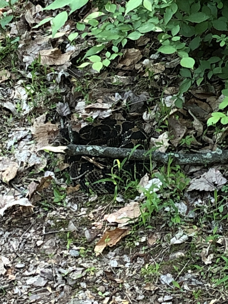 Timber Rattlesnake in May 2021 by Briante Najev · iNaturalist