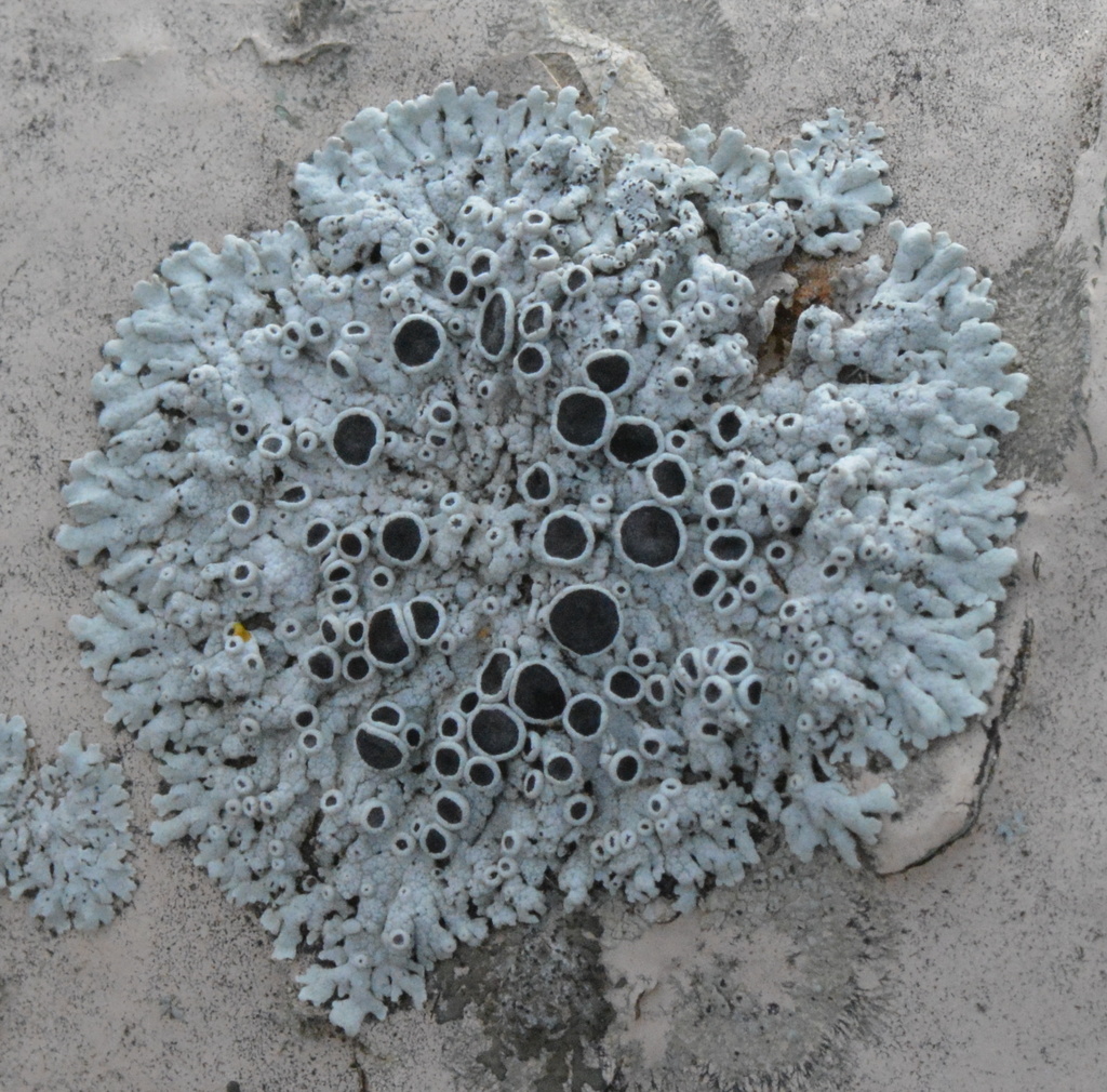 Star Rosette Lichen (Lichen of Pennsylvania ) · iNaturalist