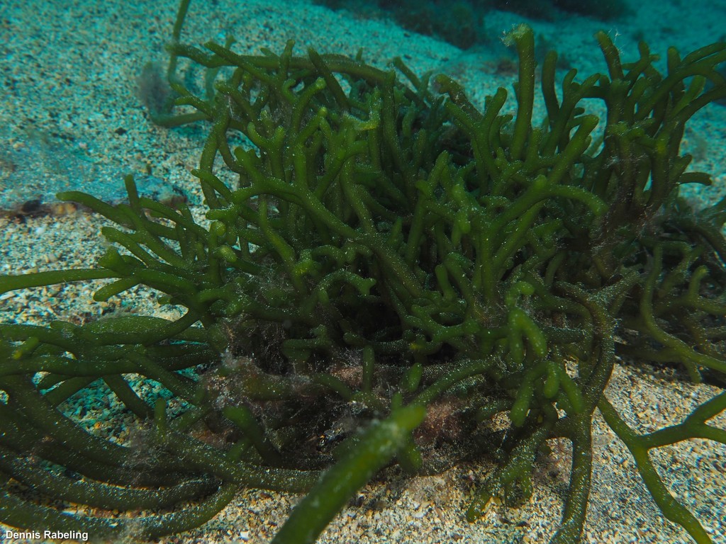 Codium taylorii (Algas marinas de Costa Rica) · iNaturalist