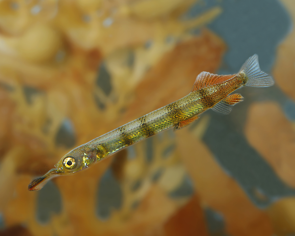 Black-barred Halfbeak (Hemiramphus far) - Marine Life Identification