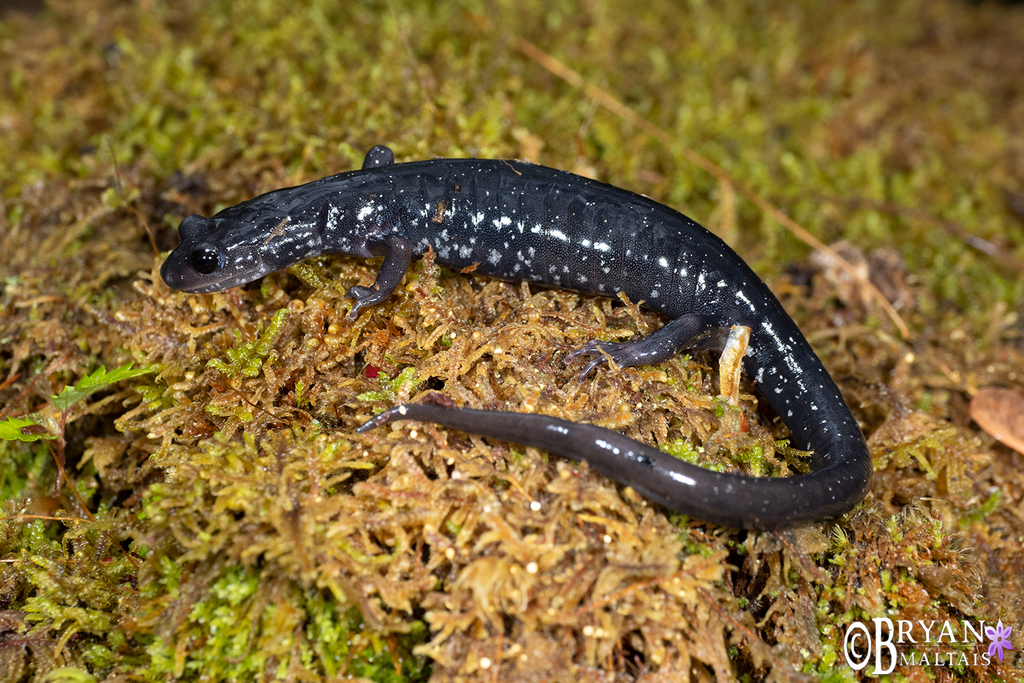 Southern Appalachian Salamander in May 2021 by bryan-maltais · iNaturalist
