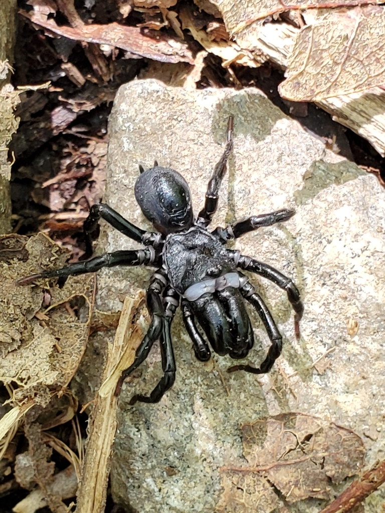 Black Purseweb Spider from Dahlonega, GA 30533, USA on May 14, 2021 at ...