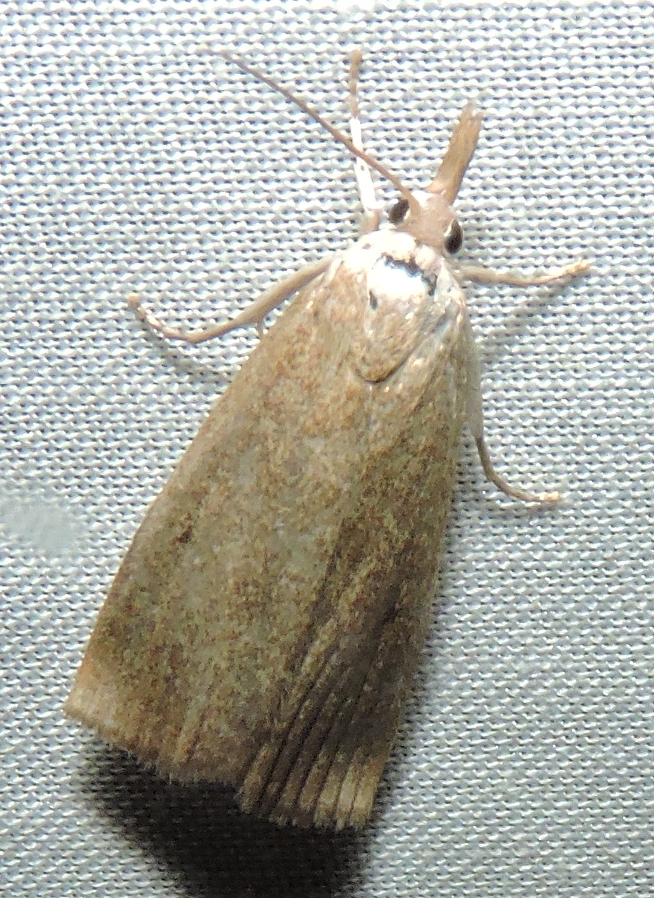 Chilo suppressalis Walker, 1863