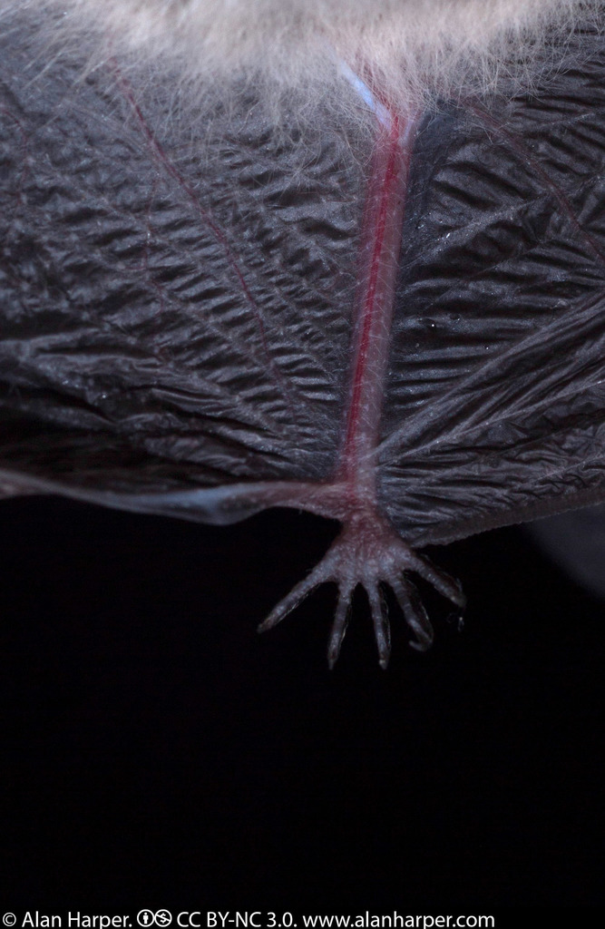 California Myotis (Myotis californicus) - Know Your Mammals