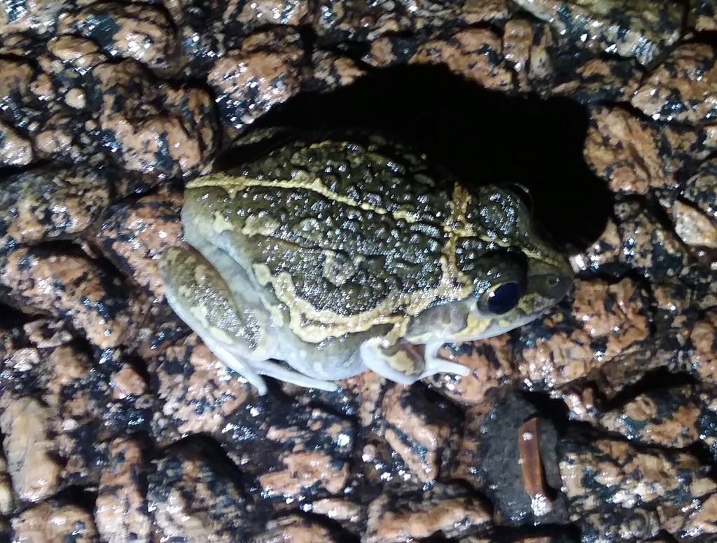 Long-footed Frog (Herpetofauna of Western Australia) · iNaturalist